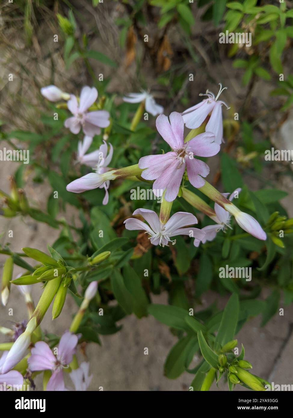 common soapwort (Saponaria officinalis) Plantae Stock Photo - Alamy