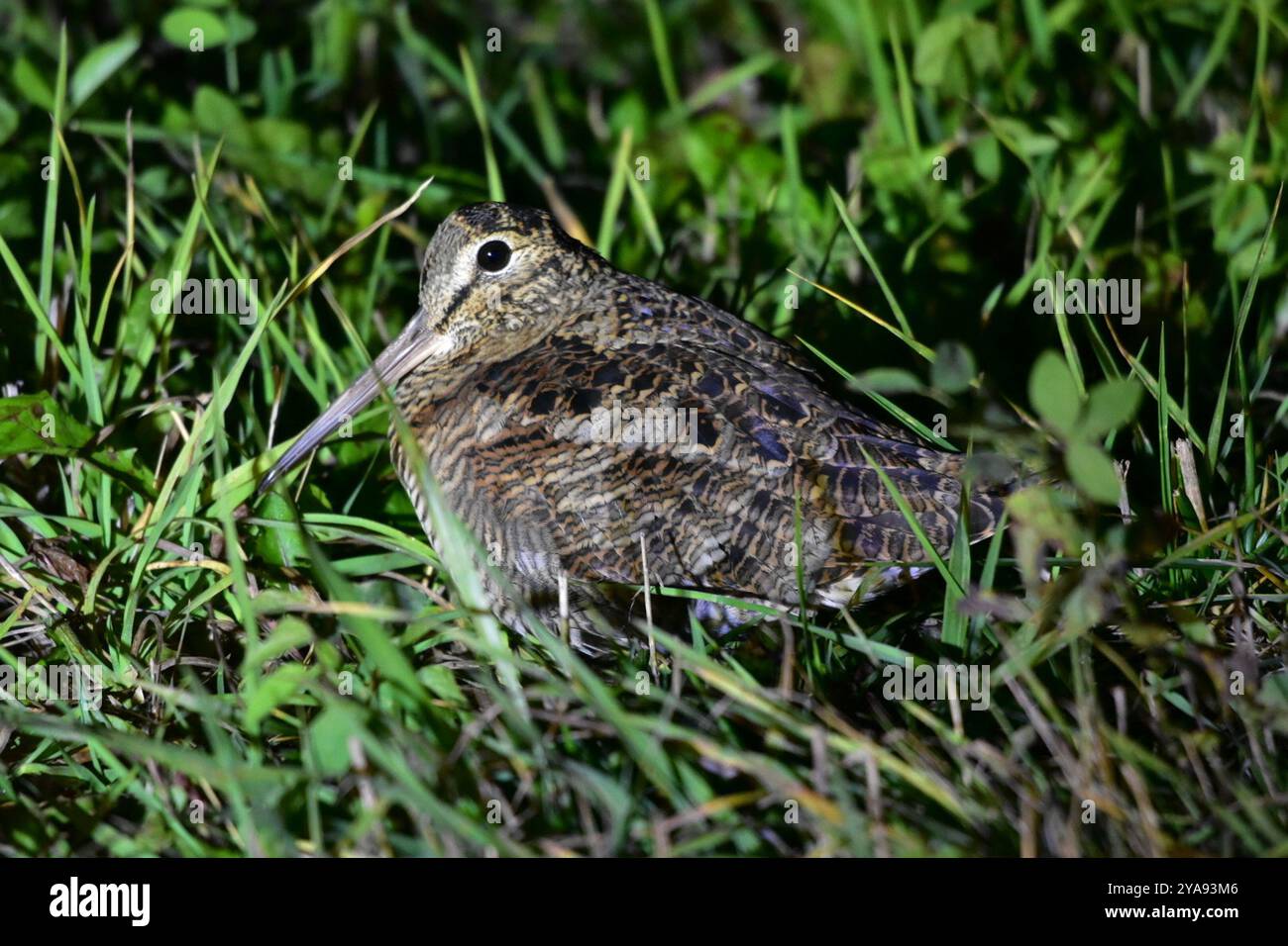 Eurasian Woodcock (Scolopax rusticola) Aves Stock Photo - Alamy