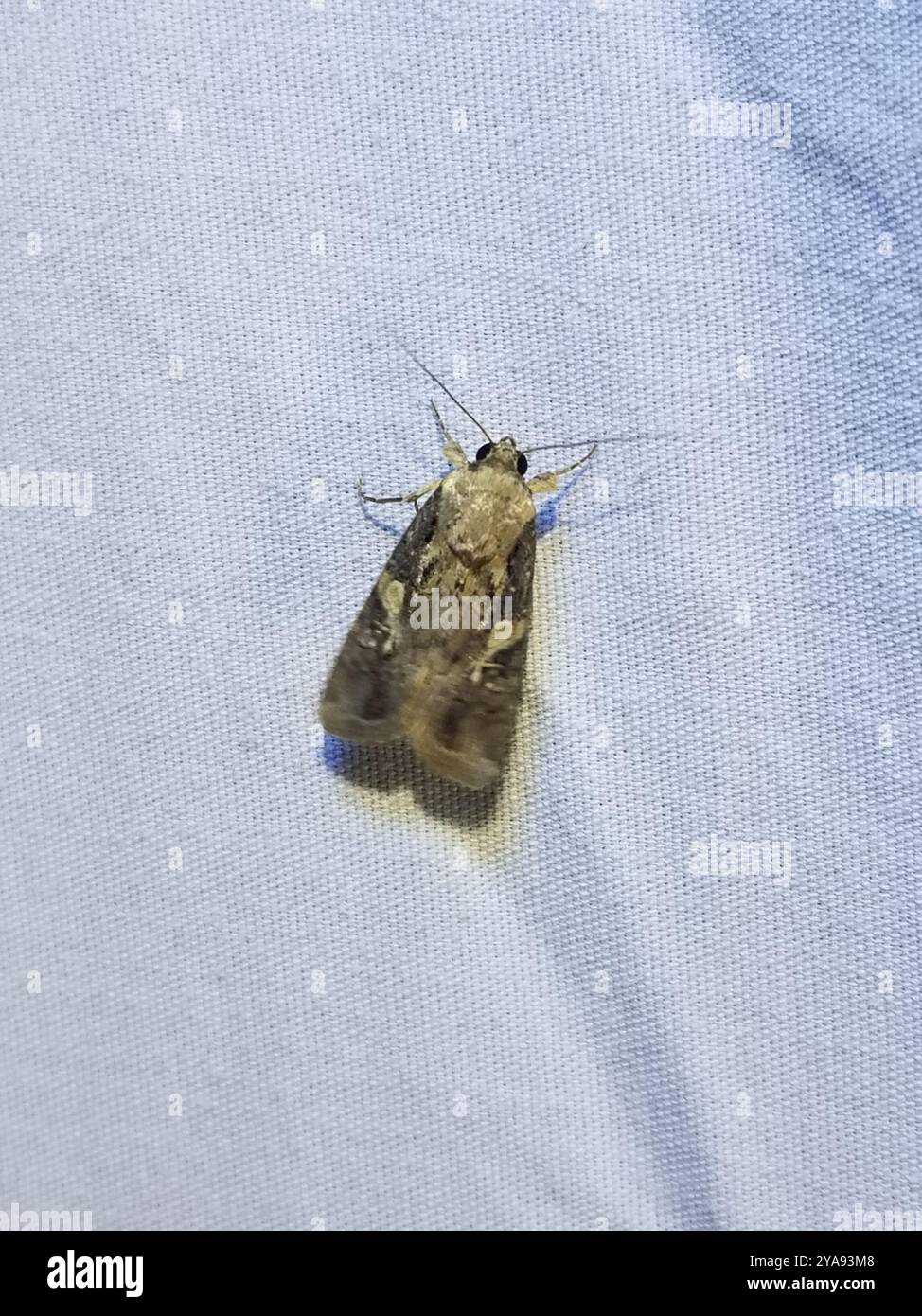 Fall Armyworm Moth (Spodoptera frugiperda) Insecta Stock Photo - Alamy