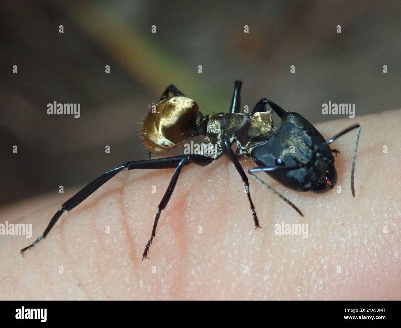 Shimmering Golden Sugar ant (Camponotus sericeiventris) Insecta Stock ...