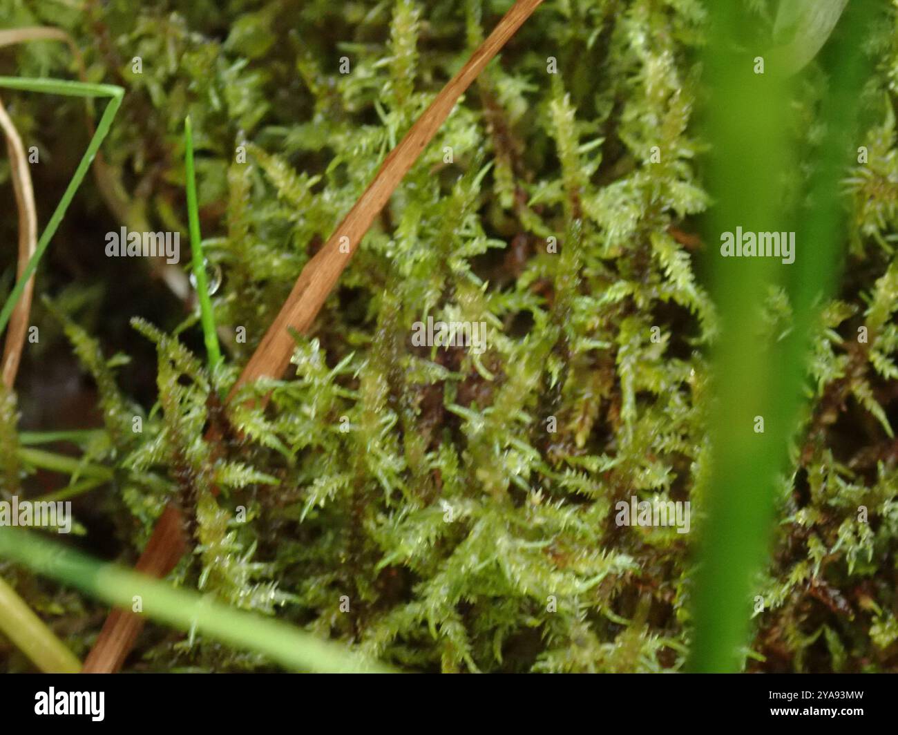 Giant Calliergon Moss (Calliergon giganteum) Plantae Stock Photo - Alamy