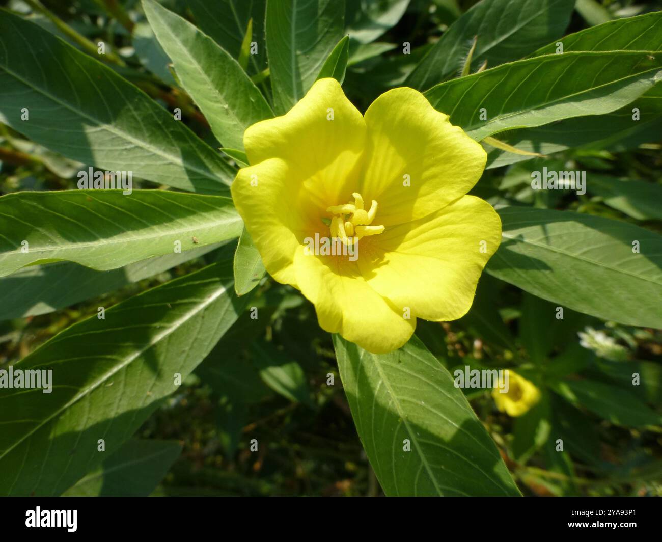 water primrose (Ludwigia hexapetala) Plantae Stock Photo - Alamy