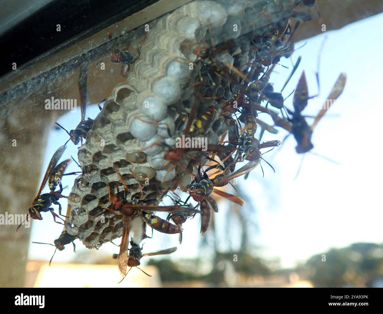 Variegated Paper Wasp (Polistes versicolor) Insecta Stock Photo - Alamy