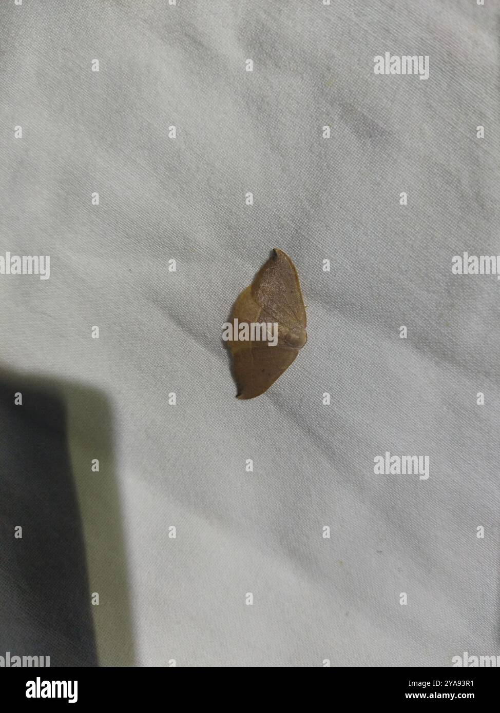 Watsonalla uncinula hi-res stock photography and images - Alamy