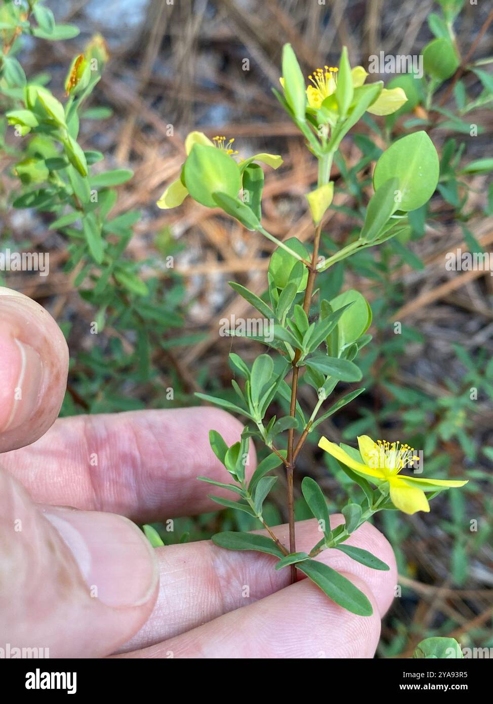 St. Andrew's cross (Hypericum hypericoides) Plantae Stock Photo - Alamy
