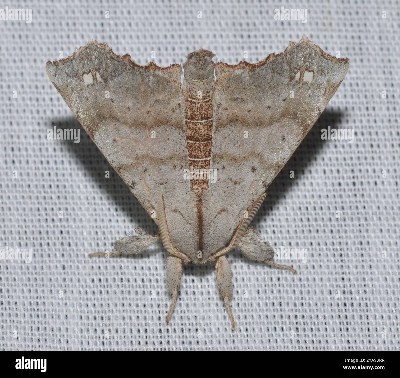 Angel Moth (Olceclostera angelica) Insecta Stock Photo - Alamy