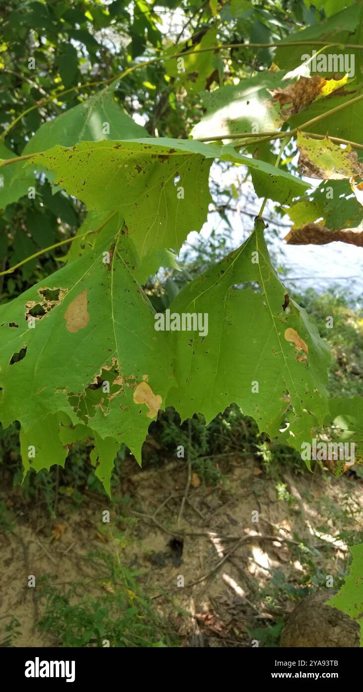 American sycamore (Platanus occidentalis) Plantae Stock Photo - Alamy