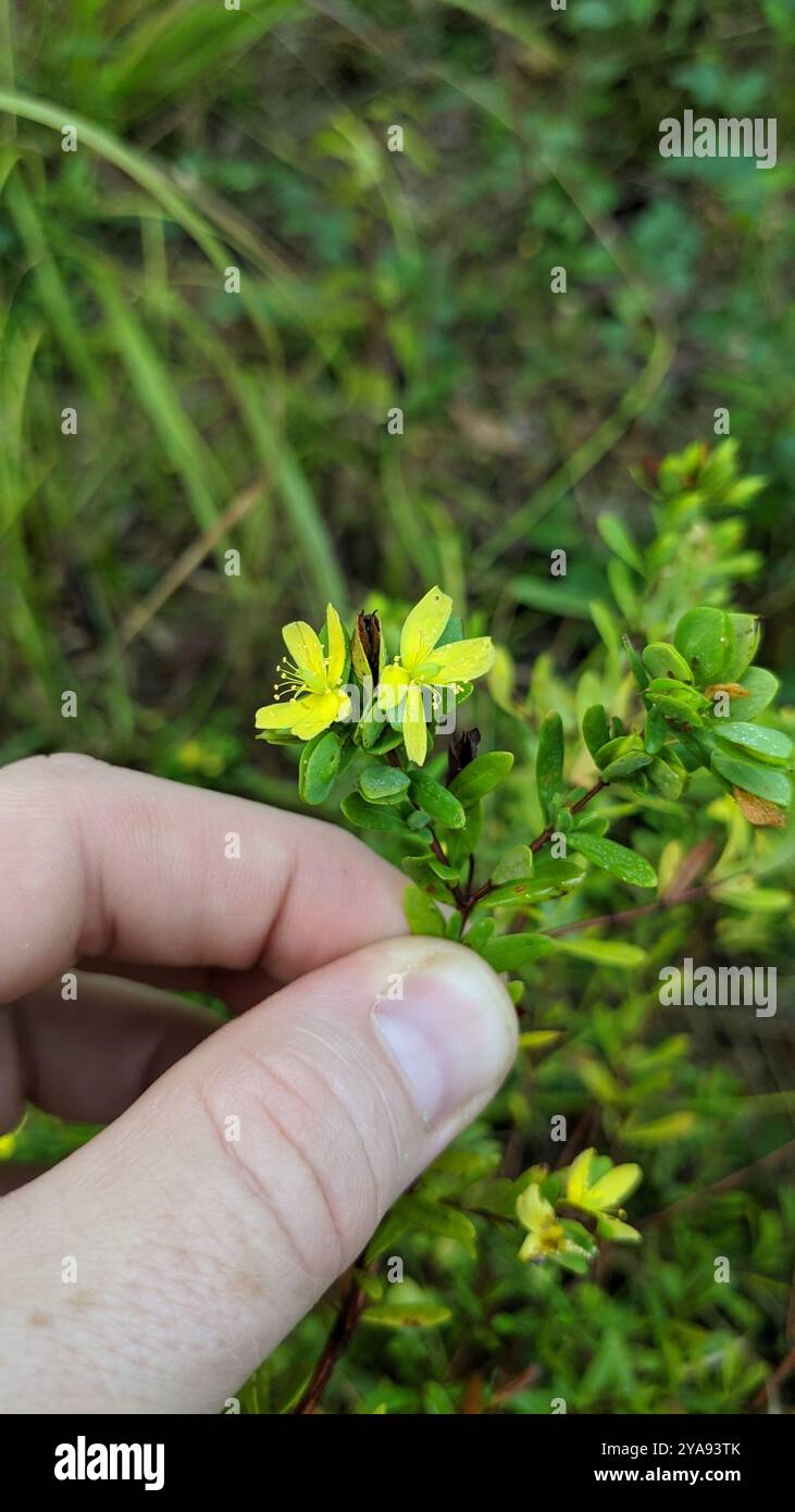 St. Andrew's cross (Hypericum hypericoides) Plantae Stock Photo - Alamy