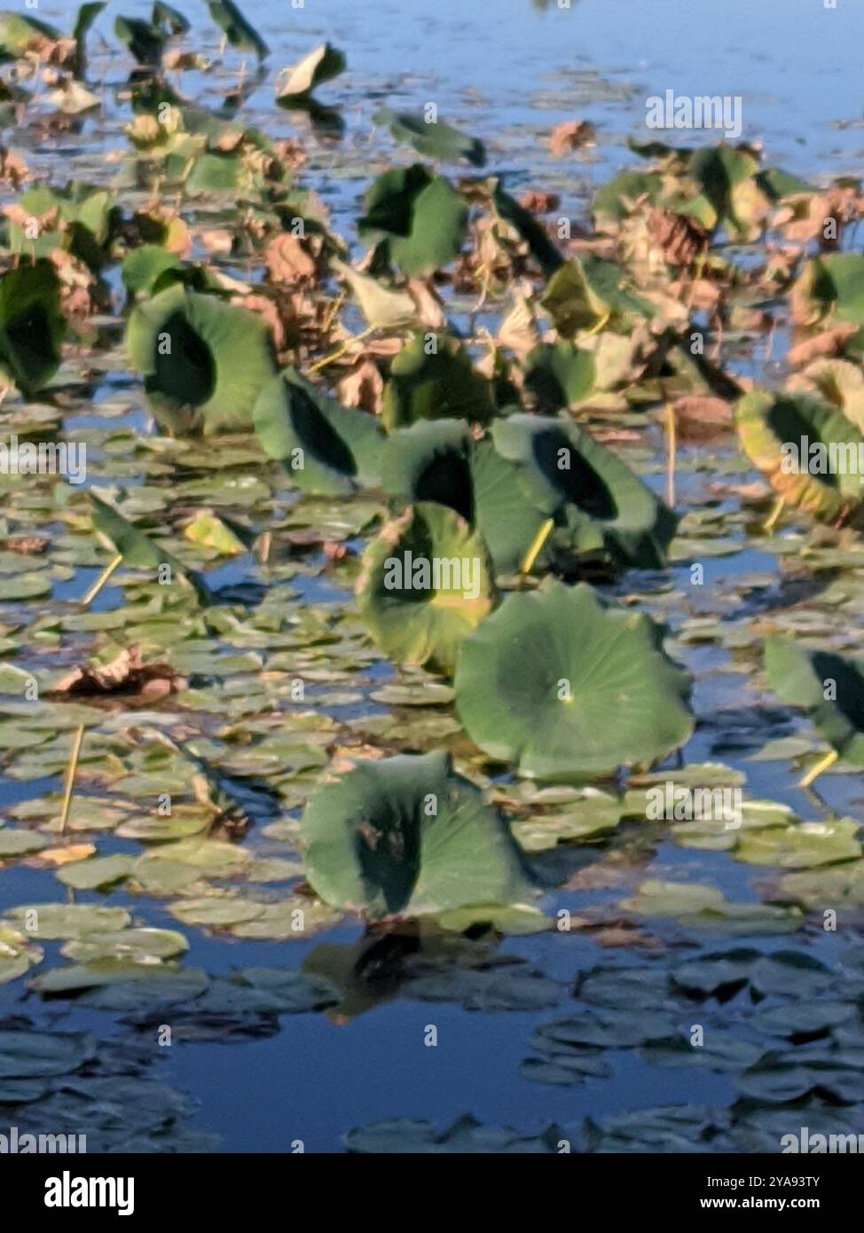 American lotus (Nelumbo lutea) Plantae Stock Photo - Alamy