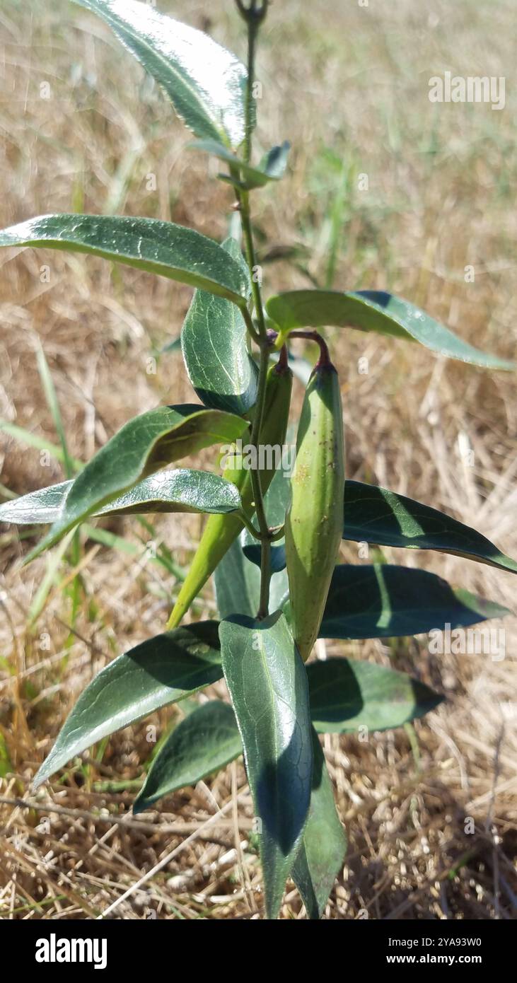 black swallow-wort (Vincetoxicum nigrum) Plantae Stock Photo - Alamy