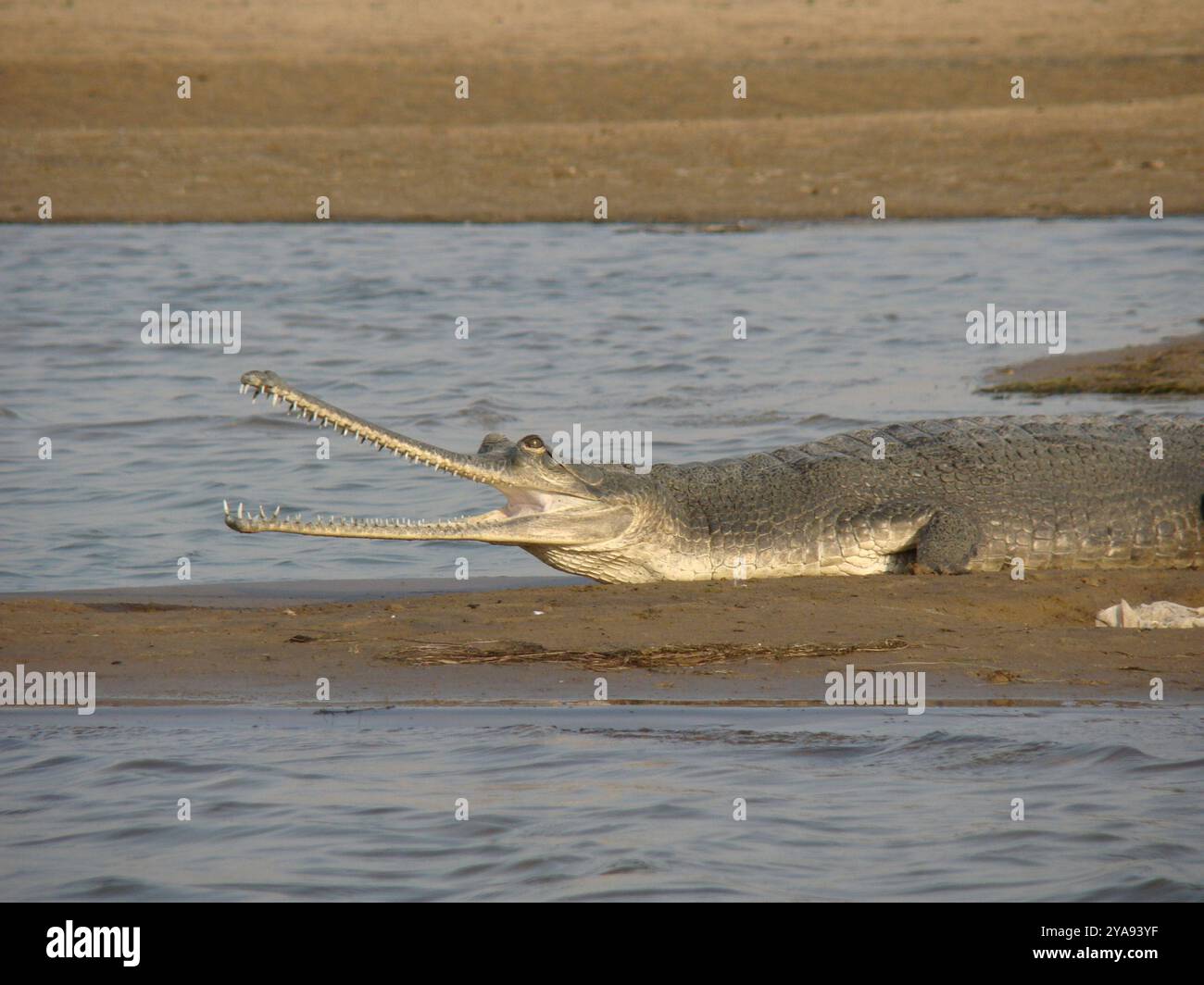Gharial (Gavialis gangeticus) Reptilia Stock Photo - Alamy
