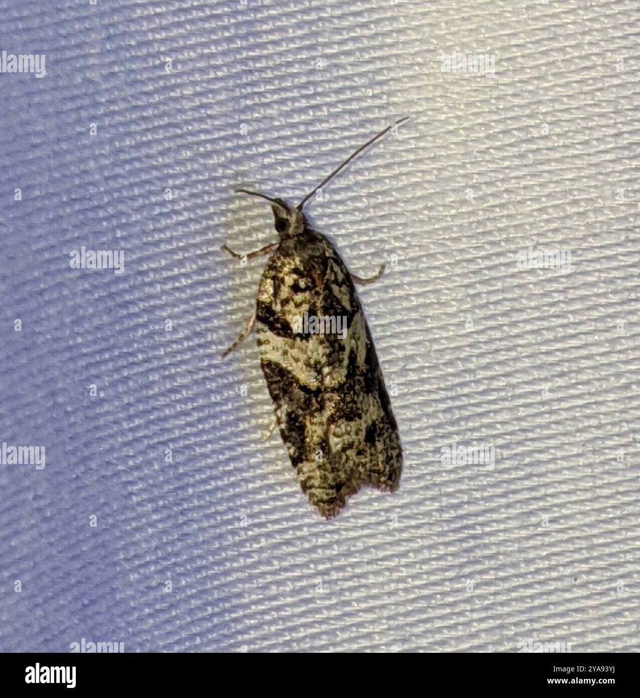 Western Black-headed Budworm (Acleris gloveranus) Insecta Stock Photo ...