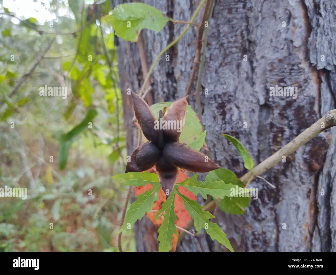 Alamo vine (Distimake dissectus) Plantae Stock Photo - Alamy