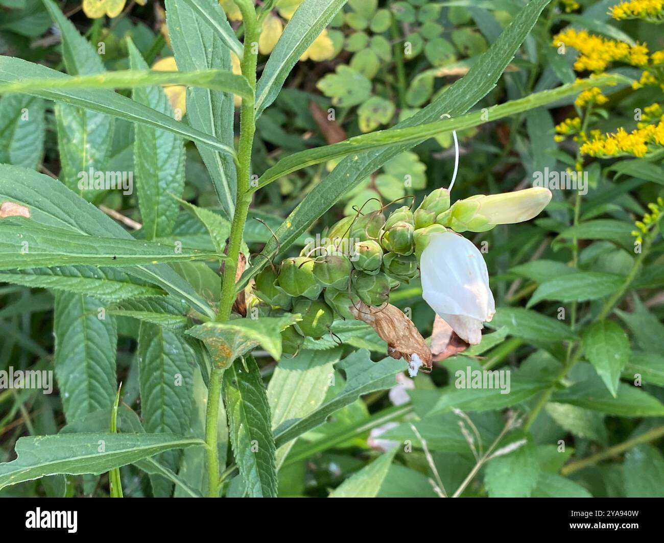 white turtlehead (Chelone glabra) Plantae Stock Photo - Alamy