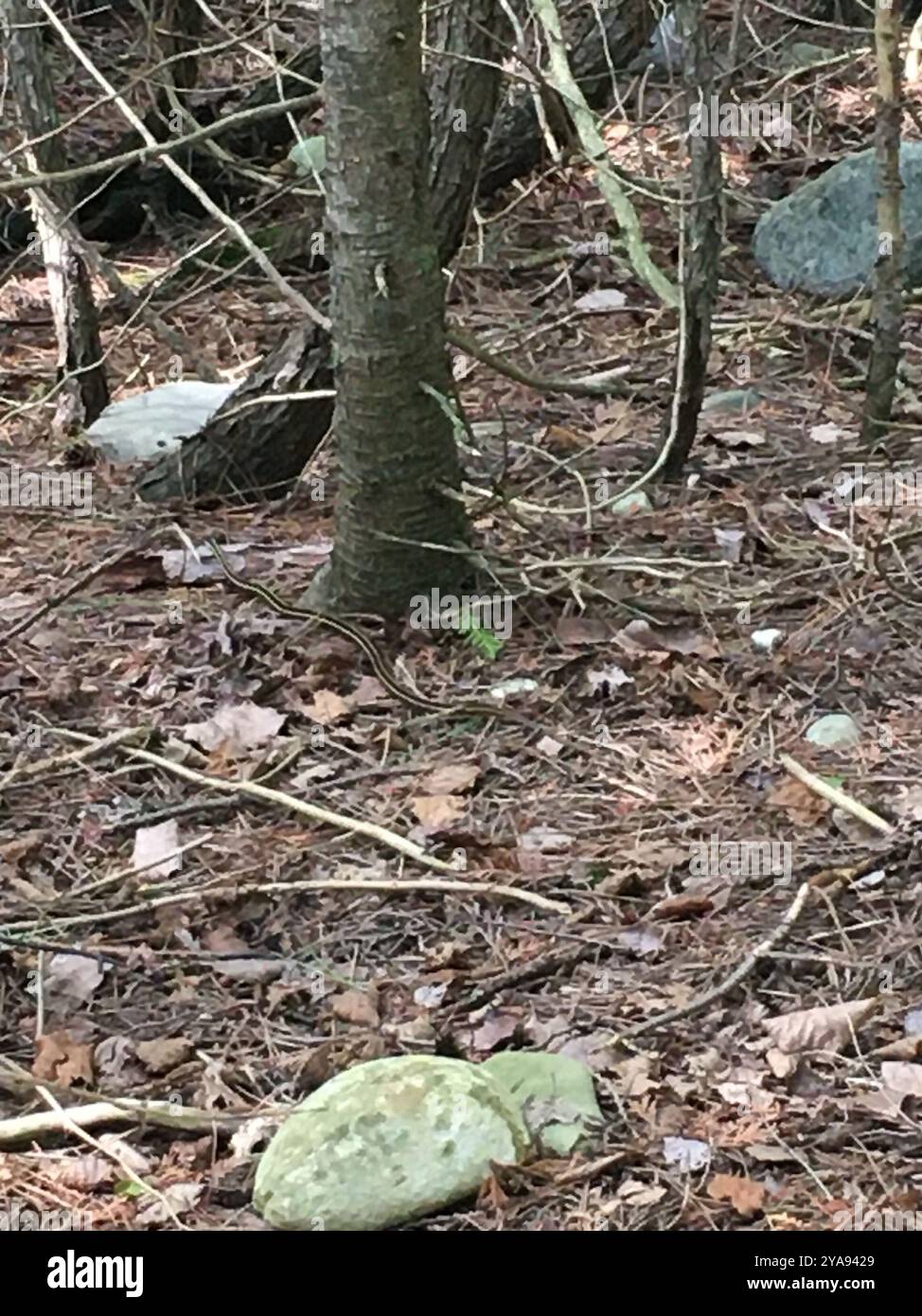 Northern Ribbon Snake (Thamnophis saurita septentrionalis) Reptilia ...