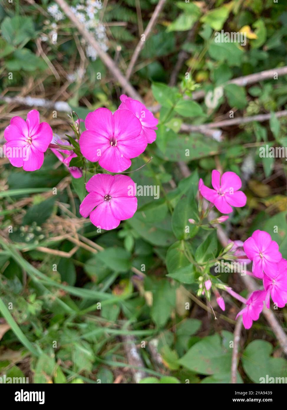 fall phlox (Phlox paniculata) Plantae Stock Photo - Alamy