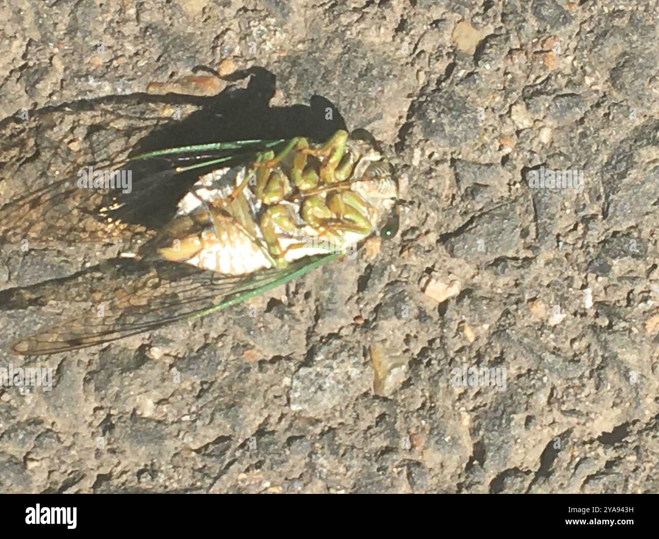 Common Swamp Cicada (Neotibicen tibicen tibicen) Insecta Stock Photo ...