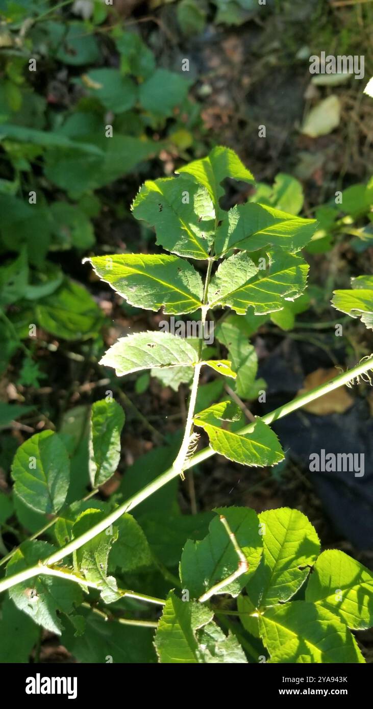 multiflora rose (Rosa multiflora) Plantae Stock Photo - Alamy