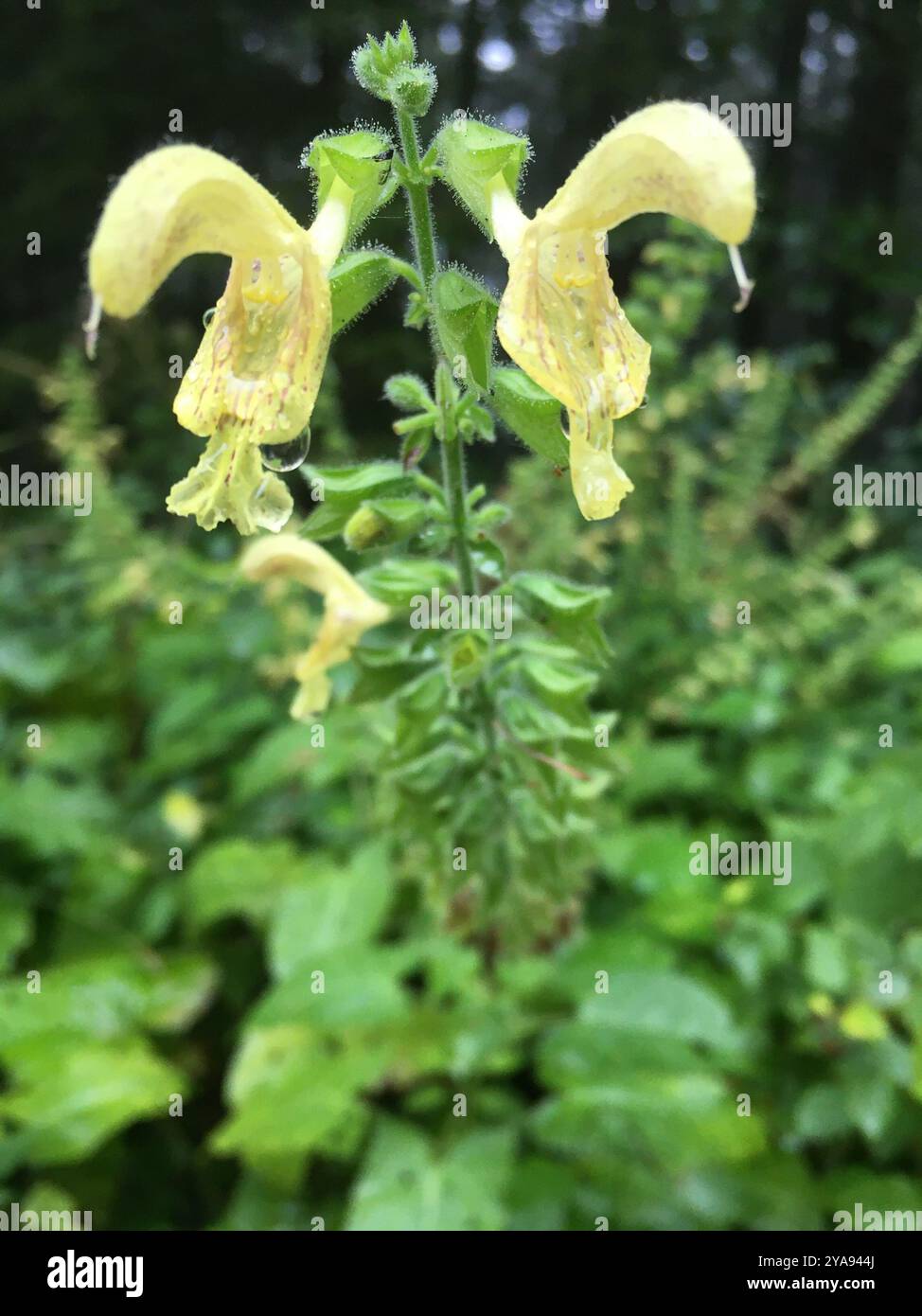 Sticky Sage (Salvia glutinosa) Plantae Stock Photo - Alamy