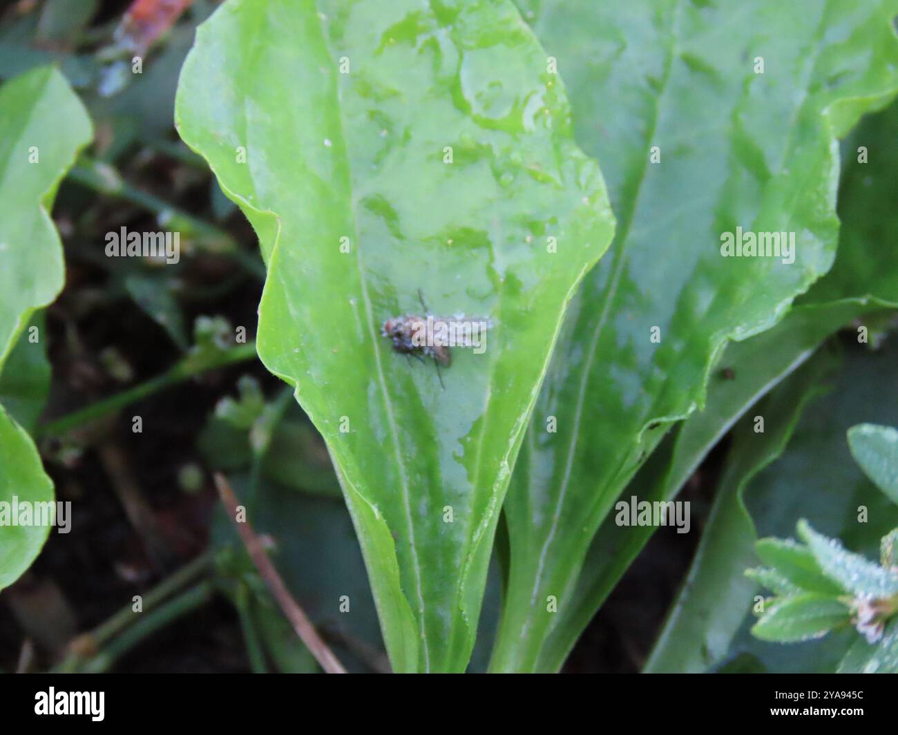 Muscoid Flies (Muscoidea) Insecta Stock Photo - Alamy