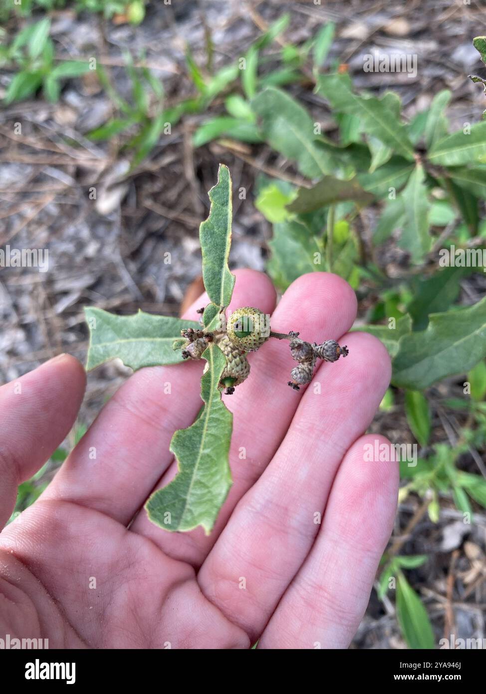 dwarf live oak (Quercus minima) Plantae Stock Photo - Alamy