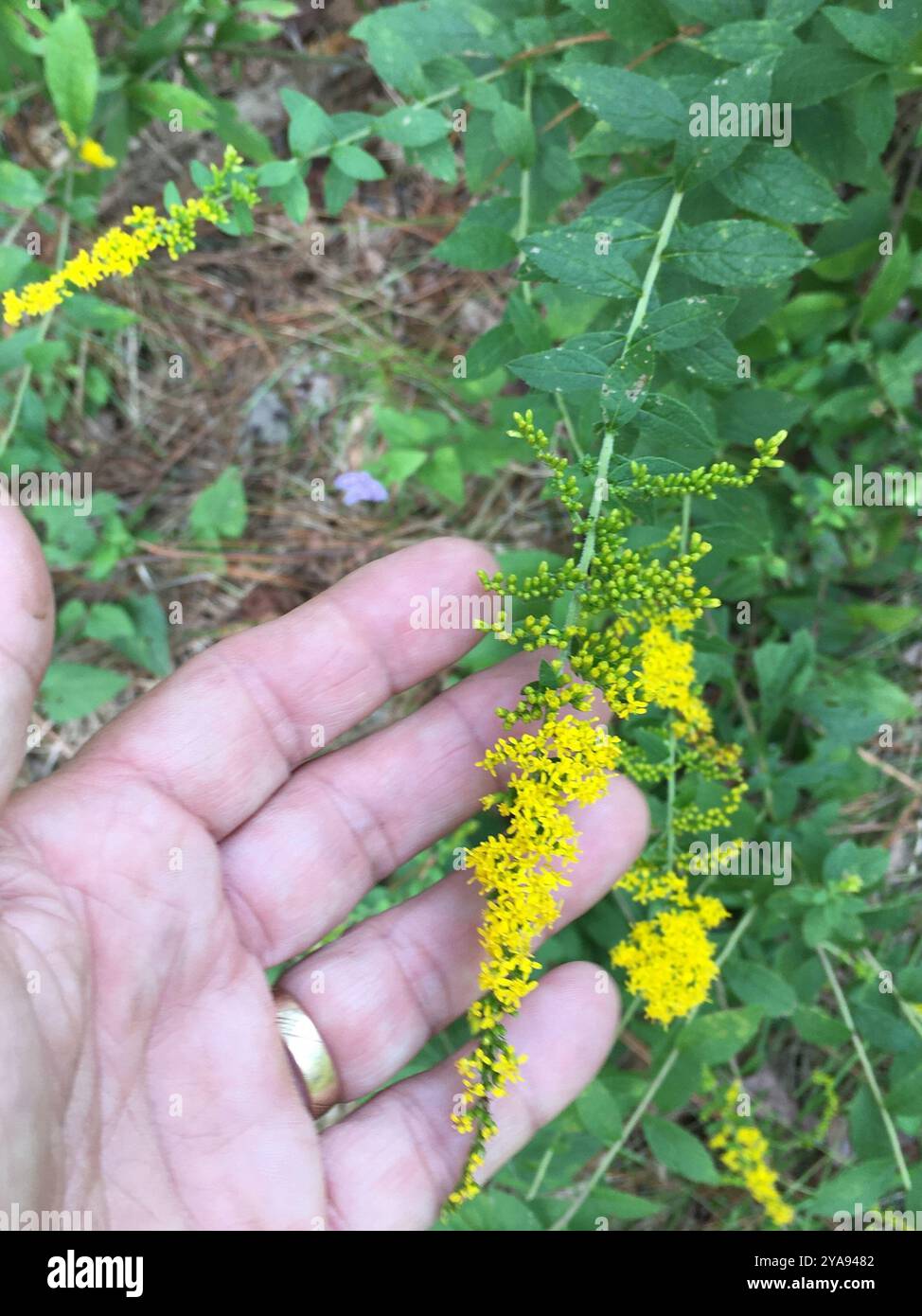 common wrinkle-leaved goldenrod (Solidago rugosa) Plantae Stock Photo ...