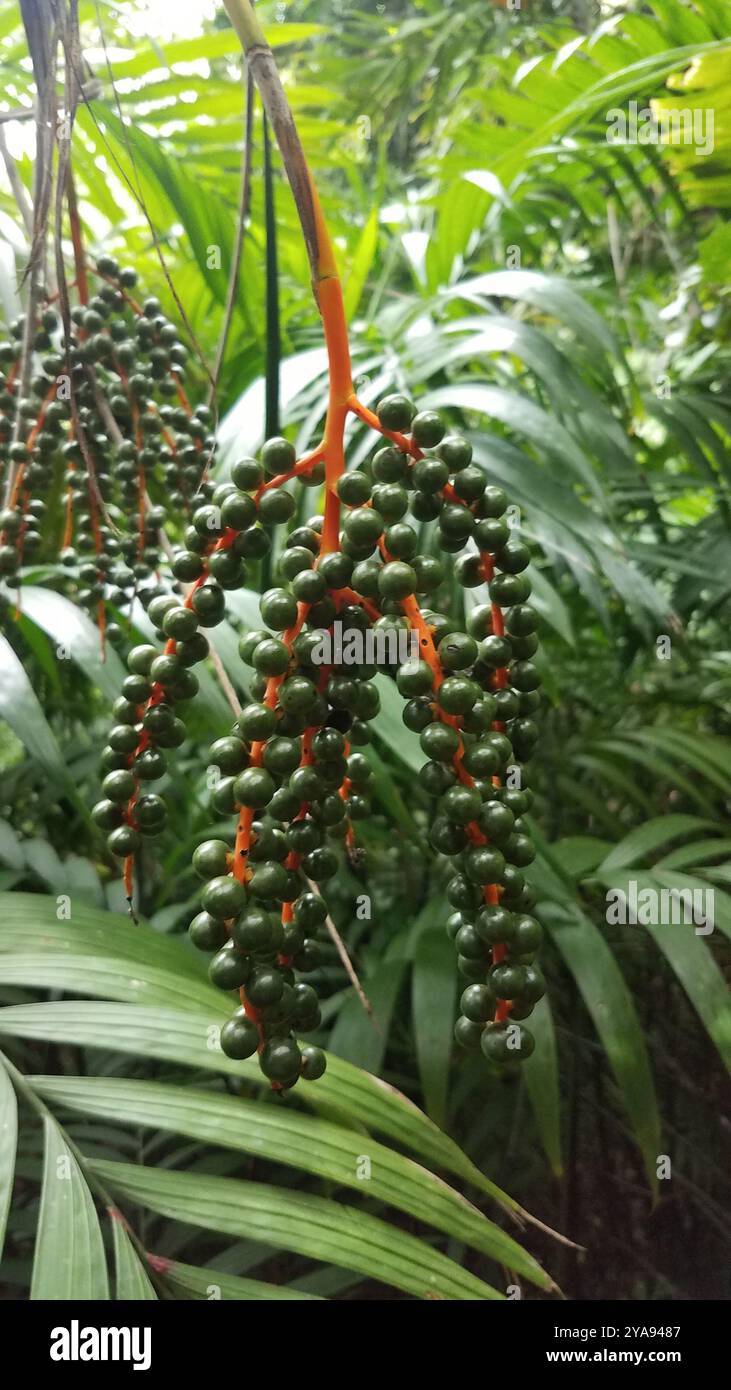 Costa Rican bamboo palm (Chamaedorea costaricana) Plantae Stock Photo ...
