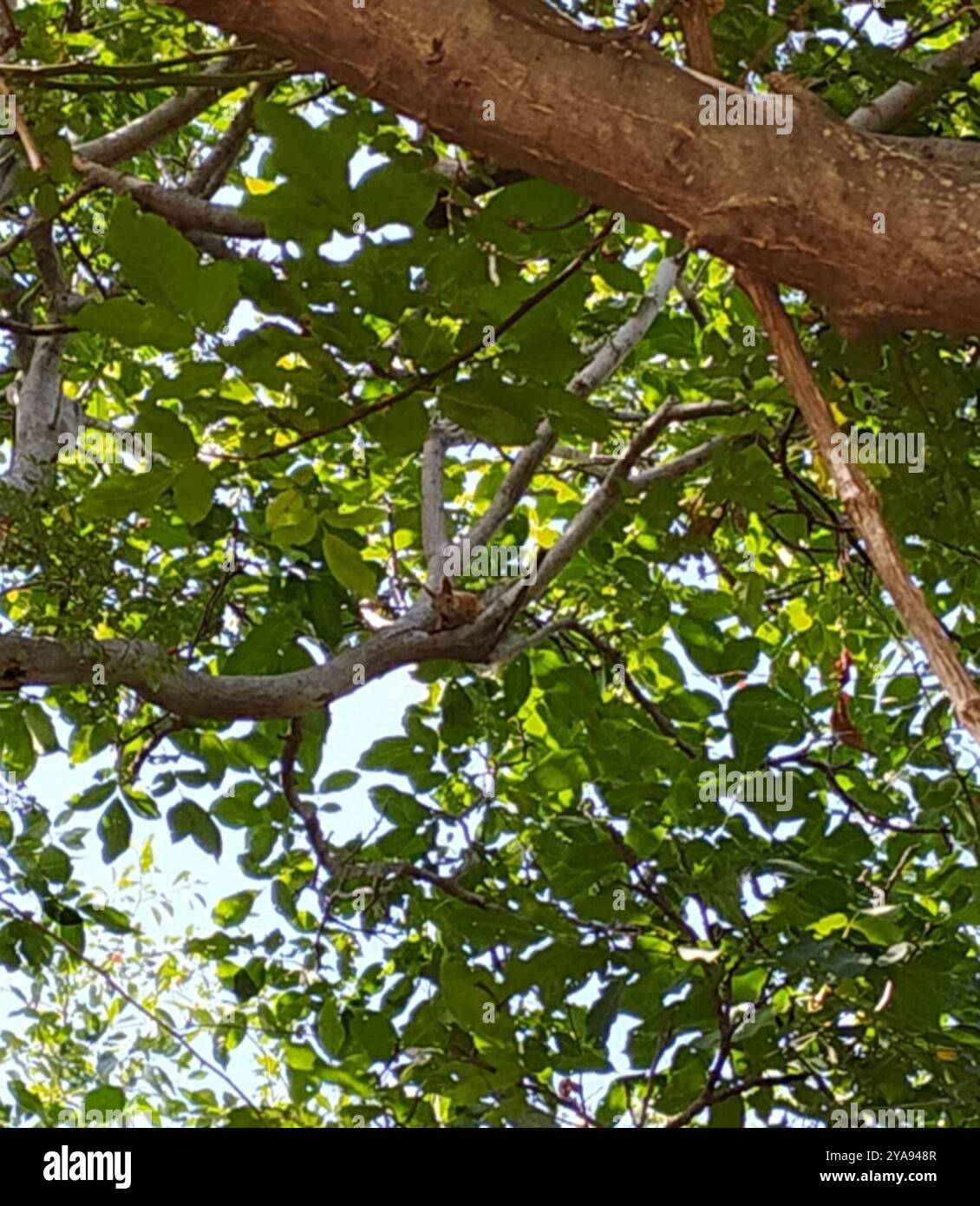 Siberian Red Squirrel (Sciurus vulgaris exalbidus) Mammalia Stock Photo ...