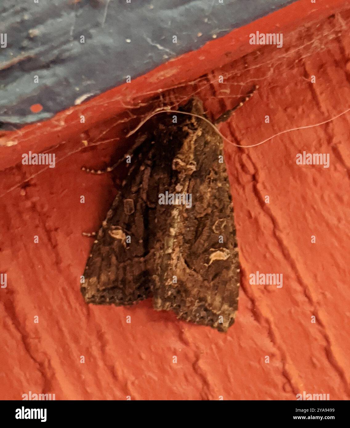 Kidney-spotted Rustic Moth (Helotropha reniformis) Insecta Stock Photo ...