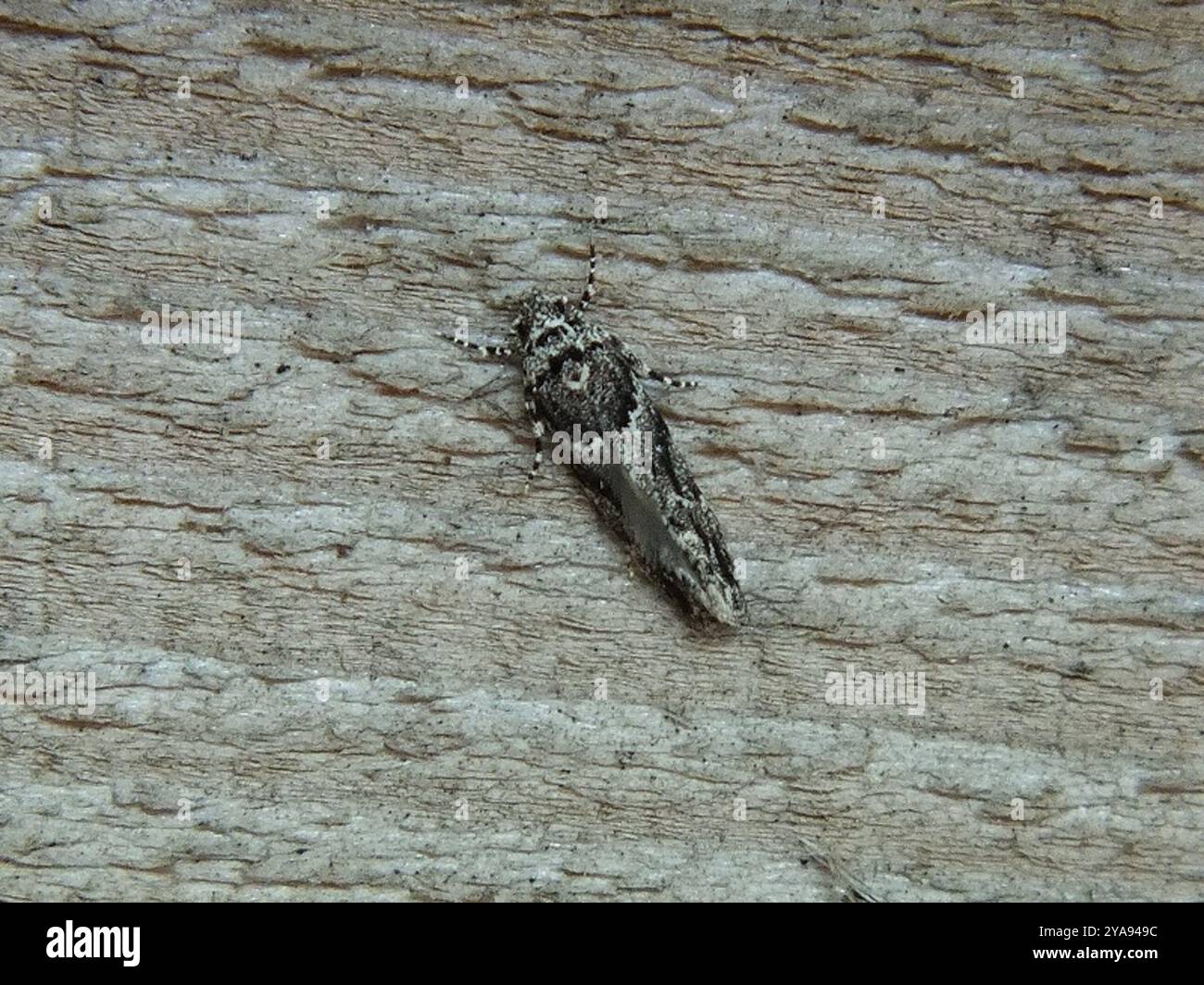 Lesser Bud Moth (Recurvaria nanella) Insecta Stock Photo - Alamy