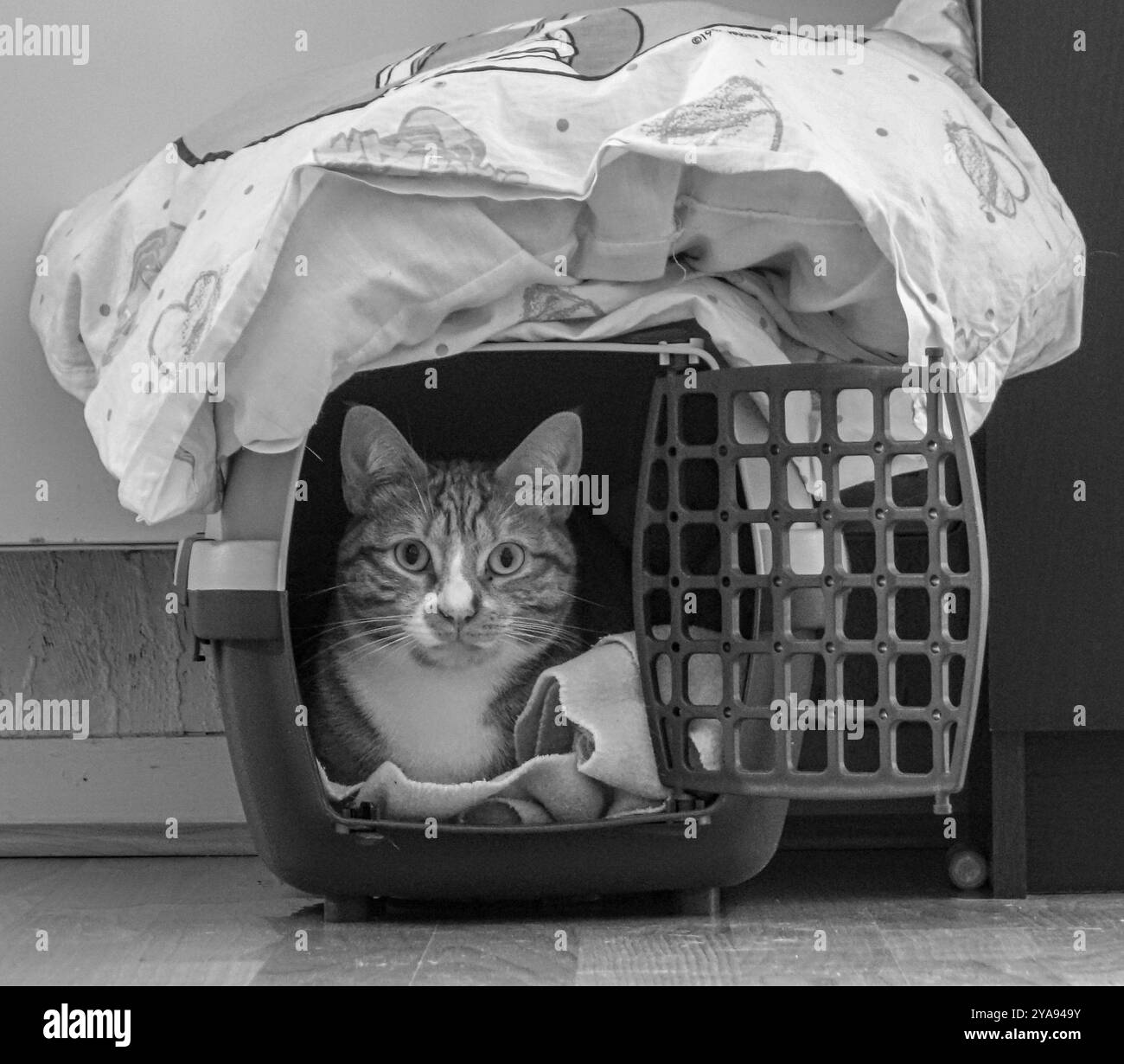 Cute tabby cat looking in Black and White Stock Photos & Images - Alamy