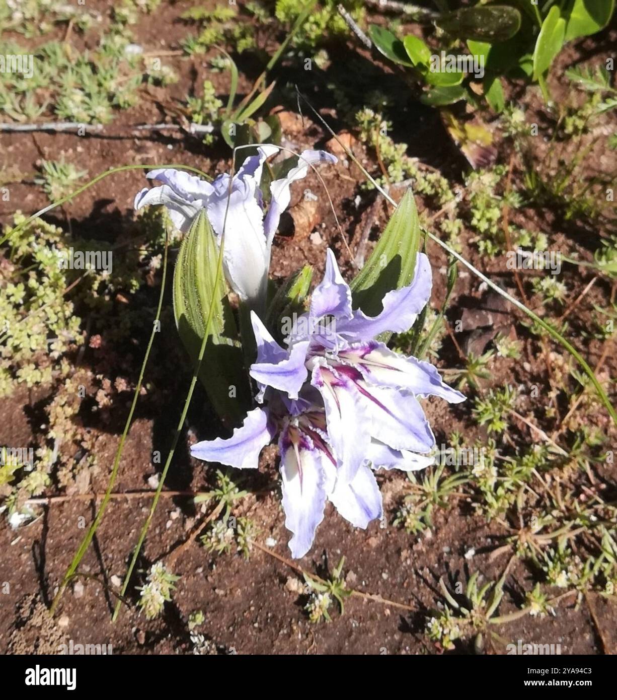 Baboon Root (Babiana) Plantae Stock Photo - Alamy