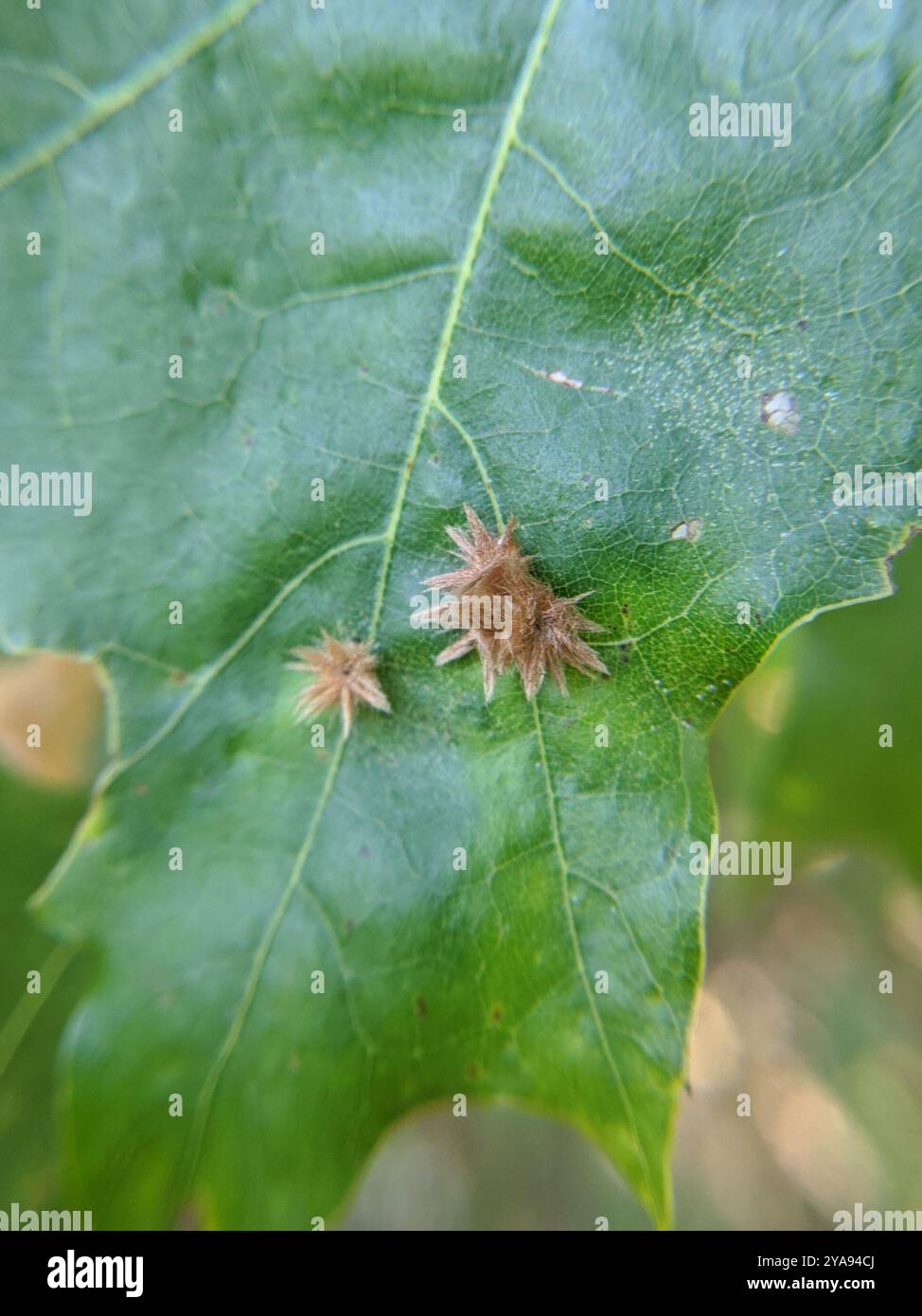Furry Oak Leaf Gall Wasp (Callirhytis furva) Insecta Stock Photo - Alamy