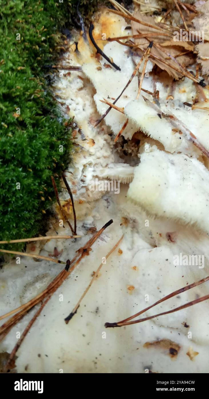 Northern Tooth (Climacodon septentrionalis) Fungi Stock Photo - Alamy