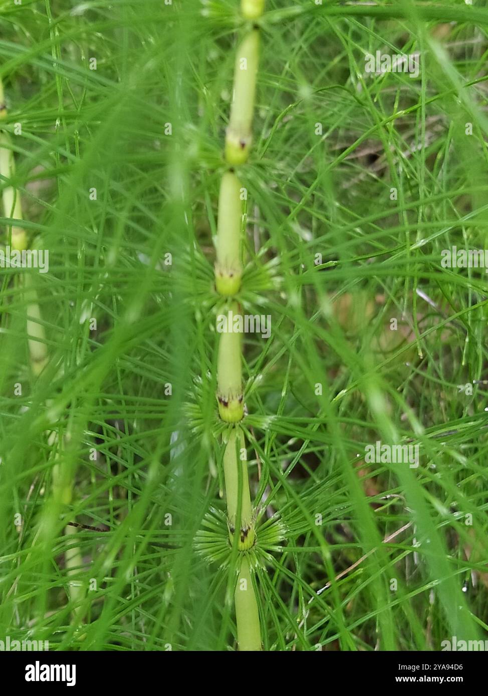 great horsetail (Equisetum telmateia) Plantae Stock Photo - Alamy