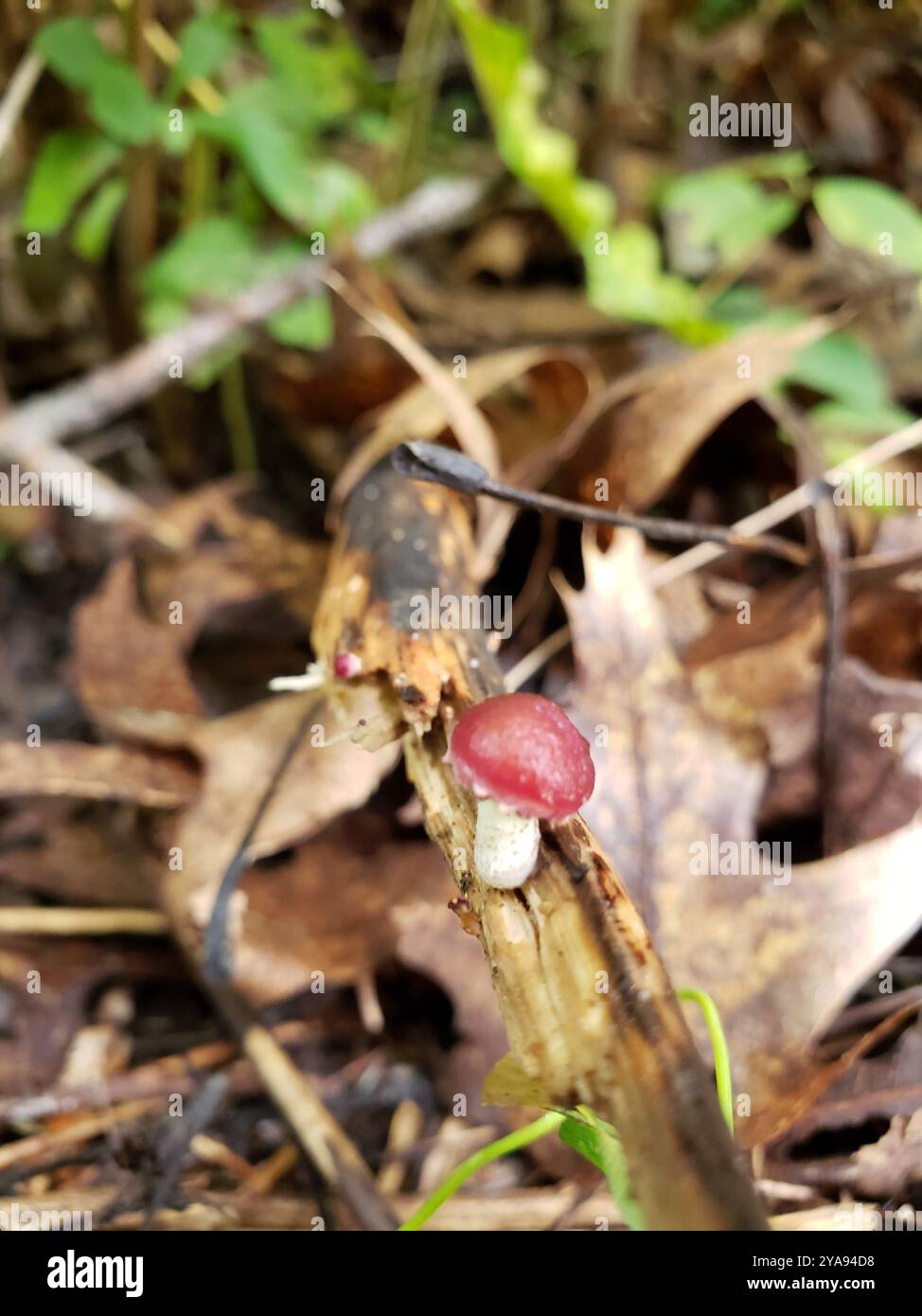 (Pholiota polychroa) Fungi Stock Photo - Alamy