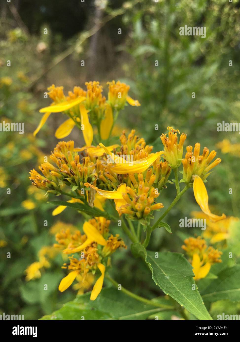Yellow Crownbeard (Verbesina occidentalis) Plantae Stock Photo - Alamy