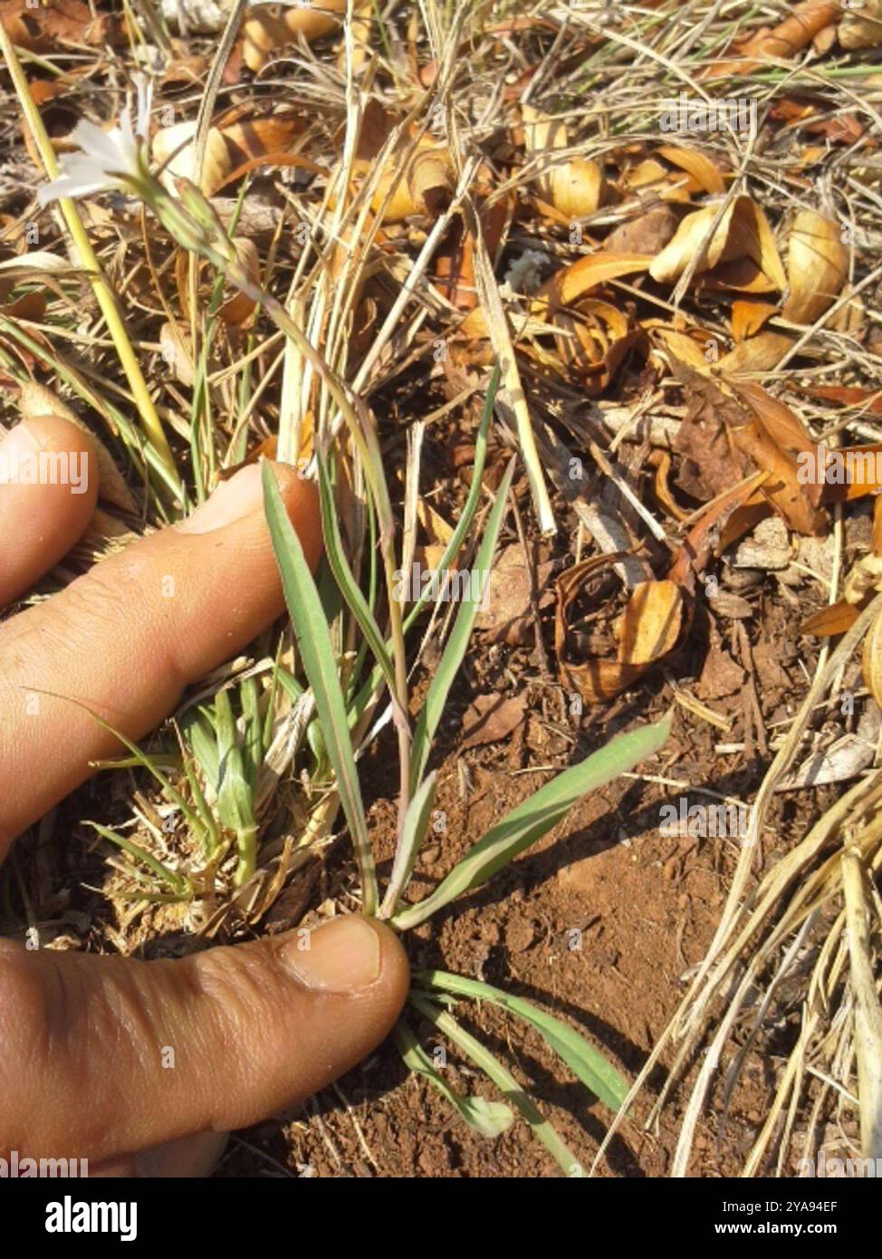 African Lettuce (Lactuca inermis) Plantae Stock Photo - Alamy
