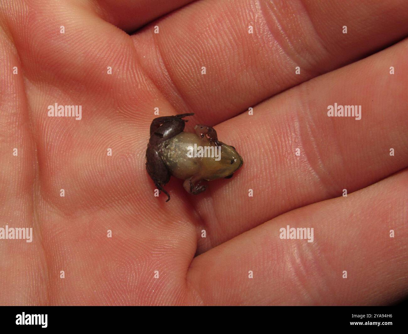 Micro Frog (Microbatrachella capensis) Amphibia Stock Photo - Alamy