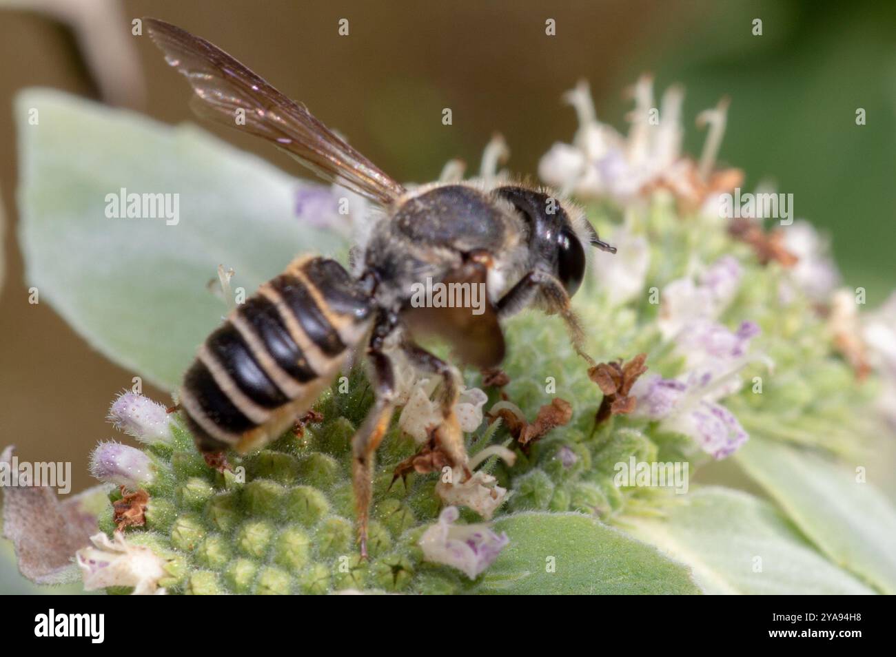 (Megachile inimica) Insecta Stock Photo - Alamy