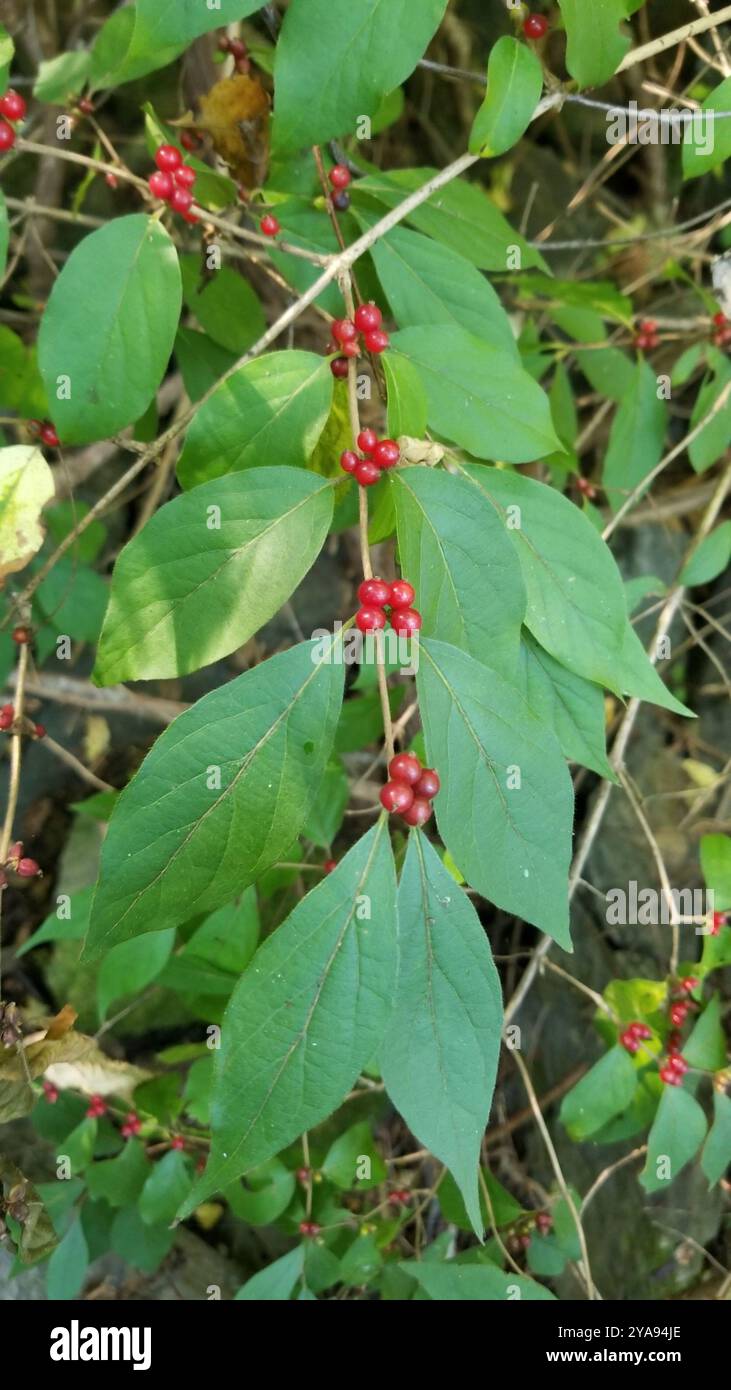Amur honeysuckle (Lonicera maackii) Plantae Stock Photo - Alamy