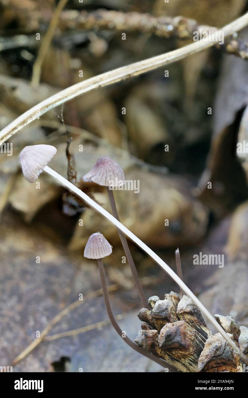 purple-edge bonnet (Mycena purpureofusca) Fungi Stock Photo - Alamy