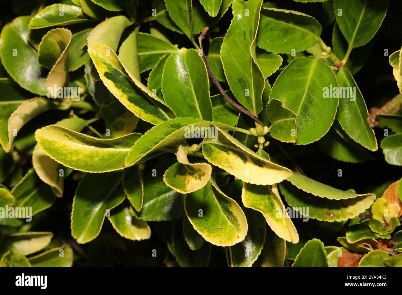 Japanese spindle tree (Euonymus japonicus) Plantae Stock Photo - Alamy