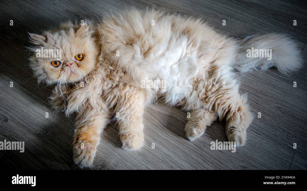 Ginger persian cat lying hi-res stock photography and images - Alamy