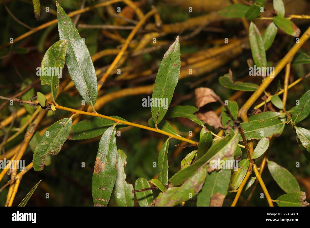 hybrid crack willow (Salix × fragilis) Plantae Stock Photo - Alamy