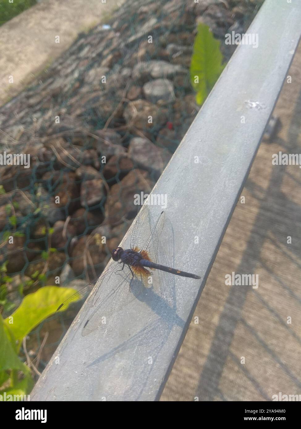 Indigo Dropwing (Trithemis festiva) Insecta Stock Photo - Alamy