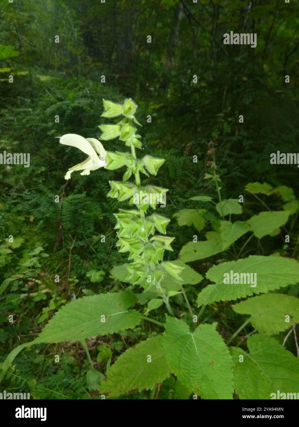 Sticky Sage (Salvia glutinosa) Plantae Stock Photo - Alamy