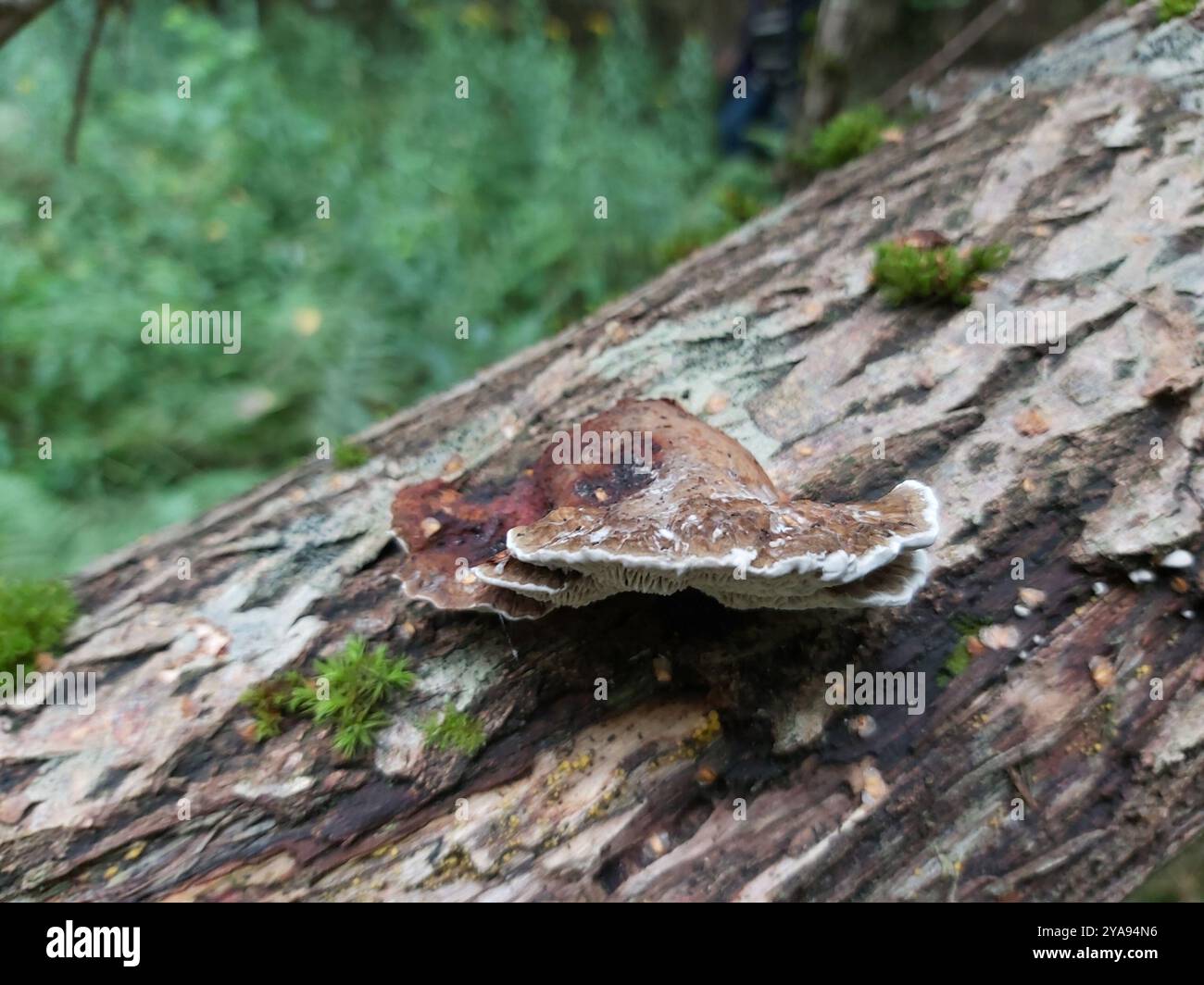 Thin-walled Maze Polypore (Daedaleopsis confragosa) Fungi Stock Photo ...