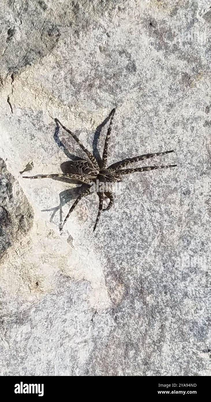 Striped Fishing Spider (Dolomedes scriptus) Arachnida Stock Photo - Alamy