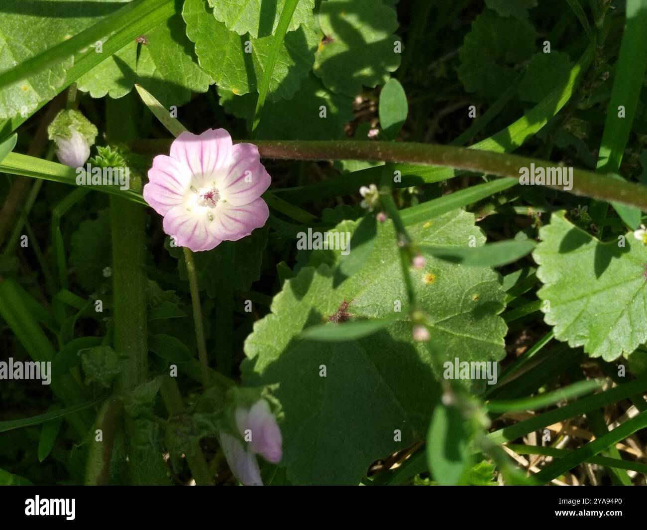 dwarf mallow (Malva neglecta) Plantae Stock Photo - Alamy